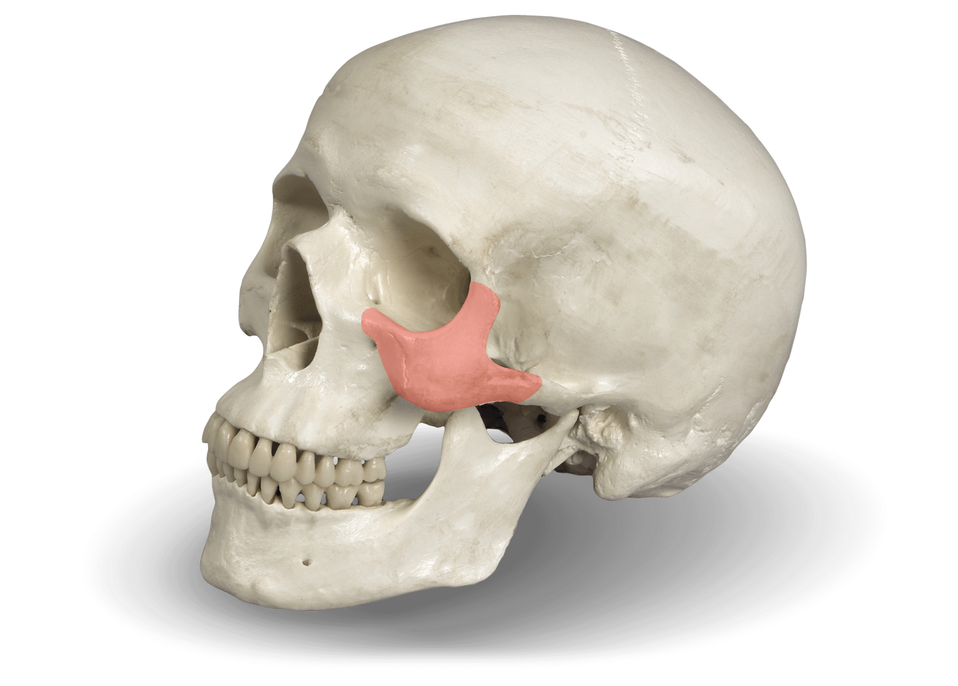 Orthognathic surgery, Jaw Surgery Catonsville MD